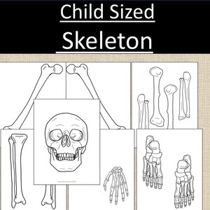Building a Skeleton PDF Labeling Bones Montessori Reggio Waldorf ...