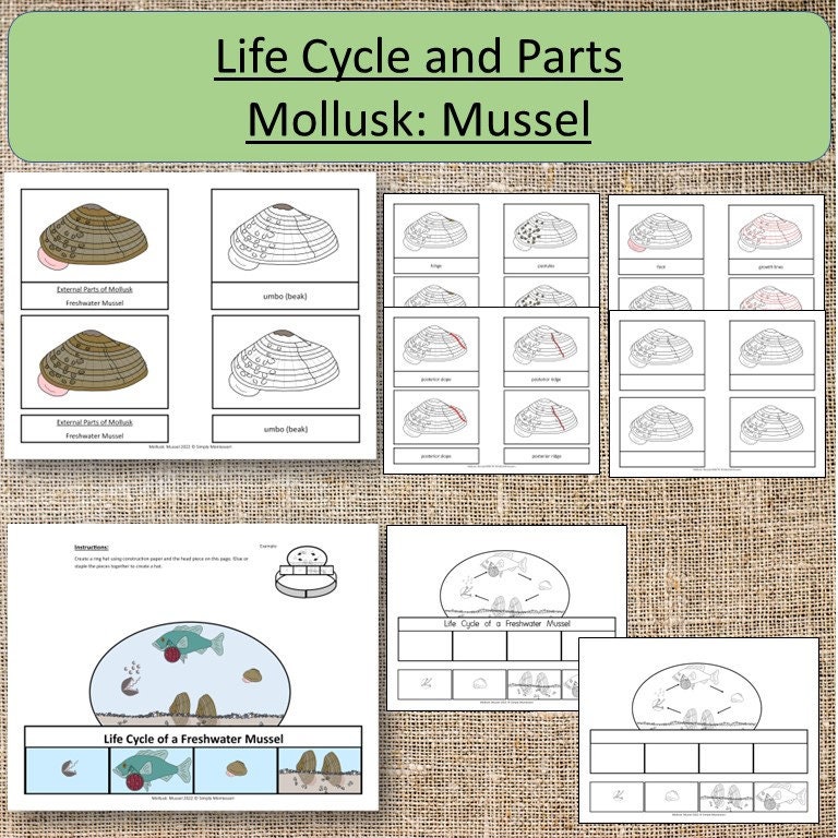 Mollusk: Freshwater Mussel Montessori Preschool - Etsy