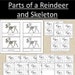Parts of a Reindeer and Skeleton Winter Study Curriculum Elementary - Etsy