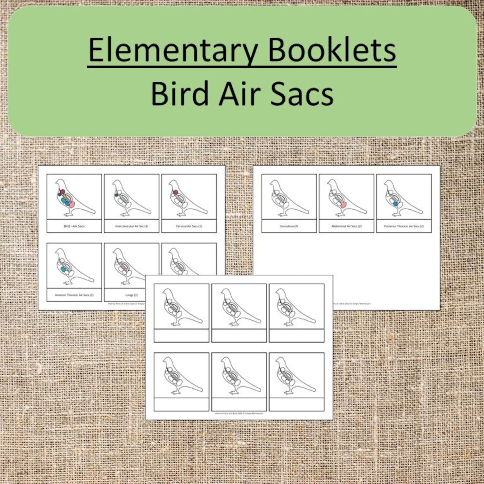 Internal Parts of a Bird Elementary Montessori Zoology Science Bird ...