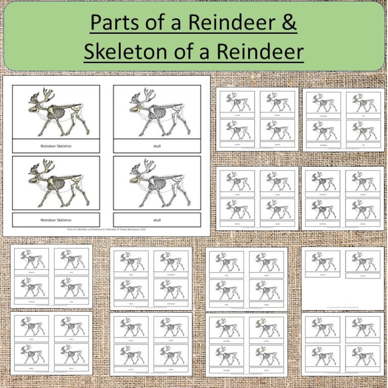 Parts of a Reindeer and Skeleton Winter Study Curriculum - Etsy