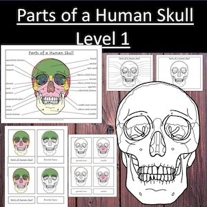 Parts of a Human Skull Anatomy Bones Science Level 1 - Etsy
