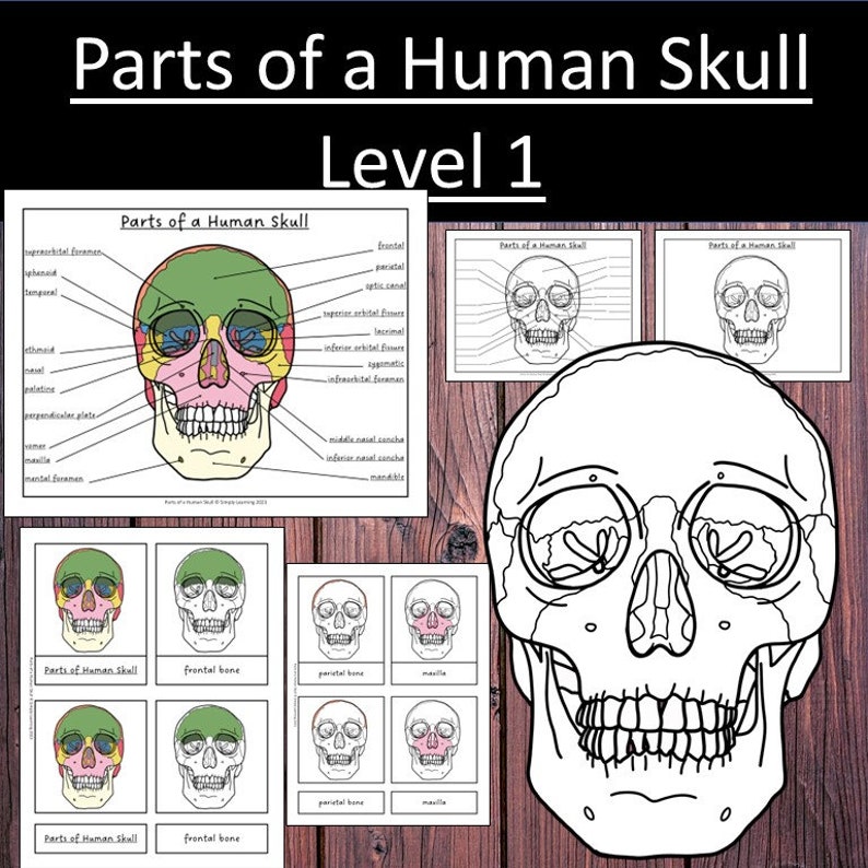 Parts of a Human Skull Anatomy Bones Science Level 1 - Etsy