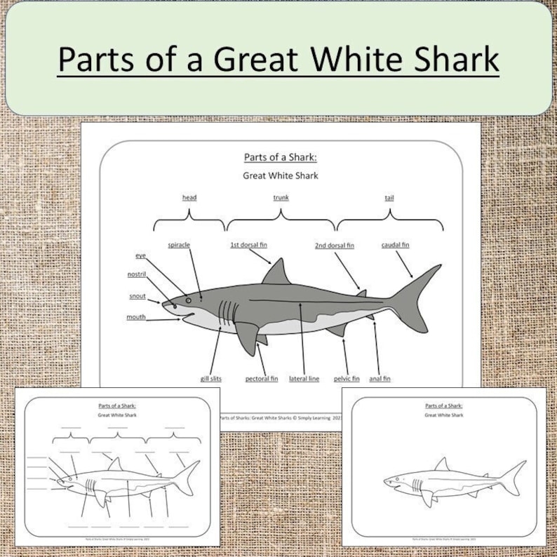 Parts of a Sharks: Great White Sharks Montessori Ocean Study - Etsy