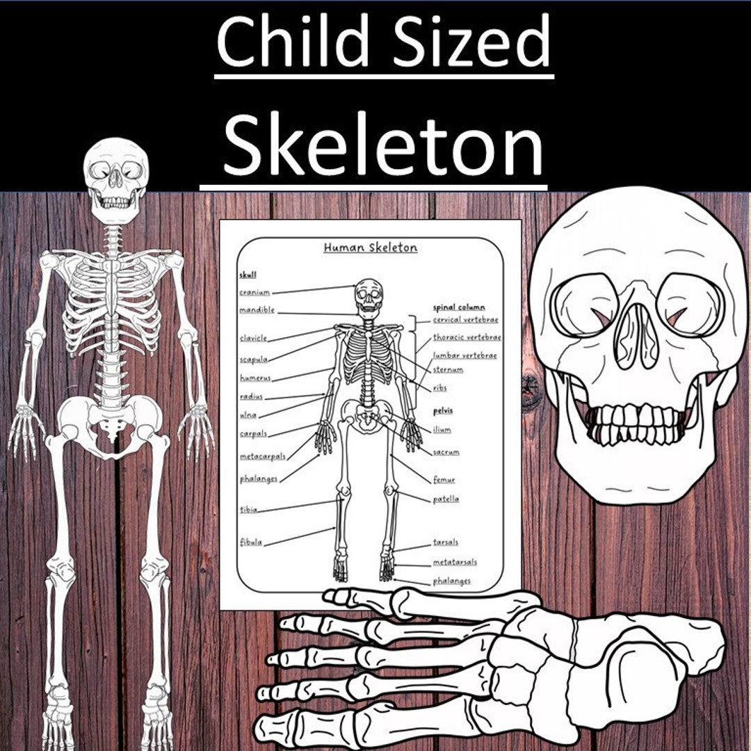 Building a Skeleton PDF Labeling Bones Montessori Reggio Waldorf ...