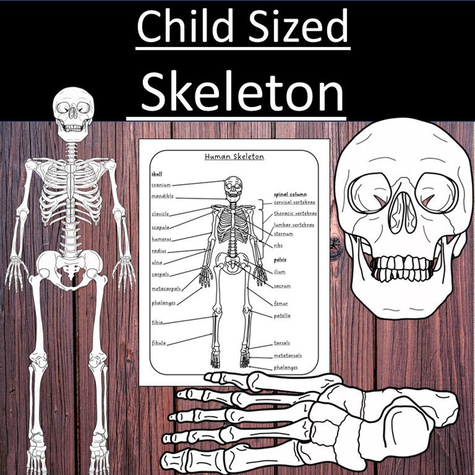 Building a Skeleton PDF Labeling Bones Montessori Reggio Waldorf ...
