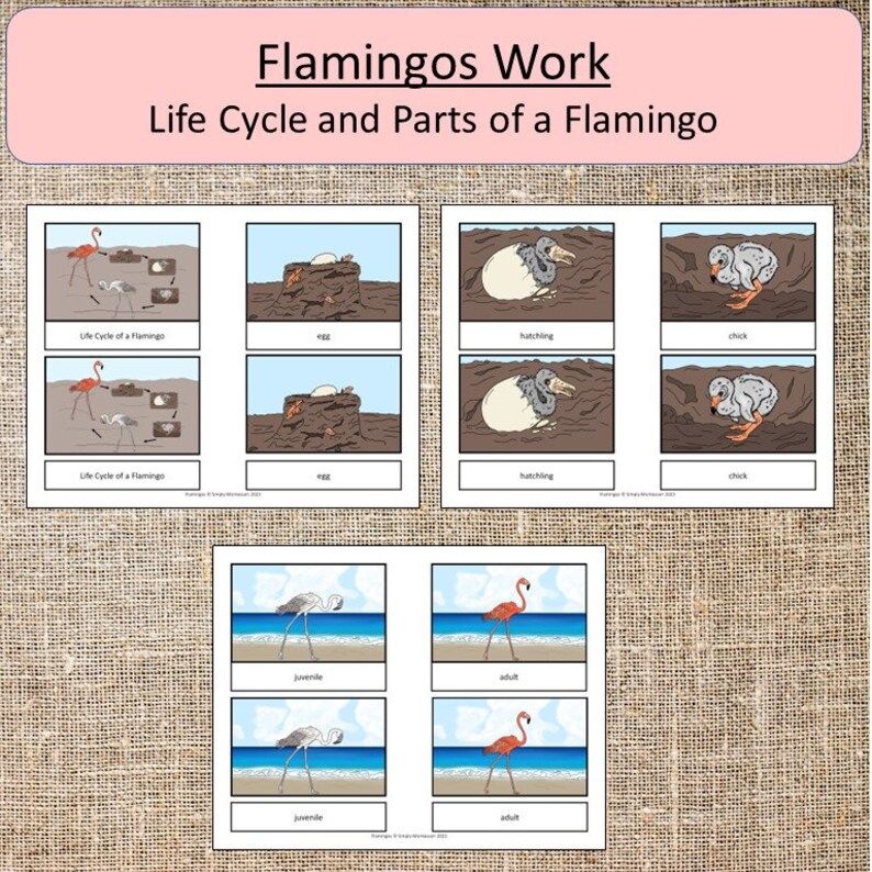 Flamingo Study Montessori Bird - Etsy