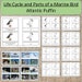 Marine Bird : Atlantic Puffin Montessori Life Cycle and Parts of a ...