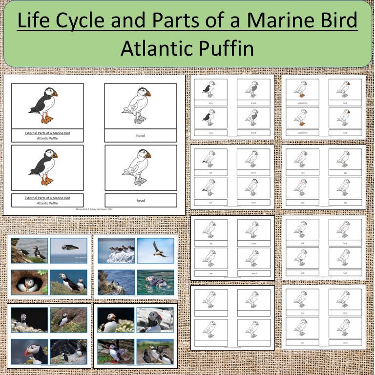 Marine Bird : Atlantic Puffin Montessori Life Cycle and Parts of a ...