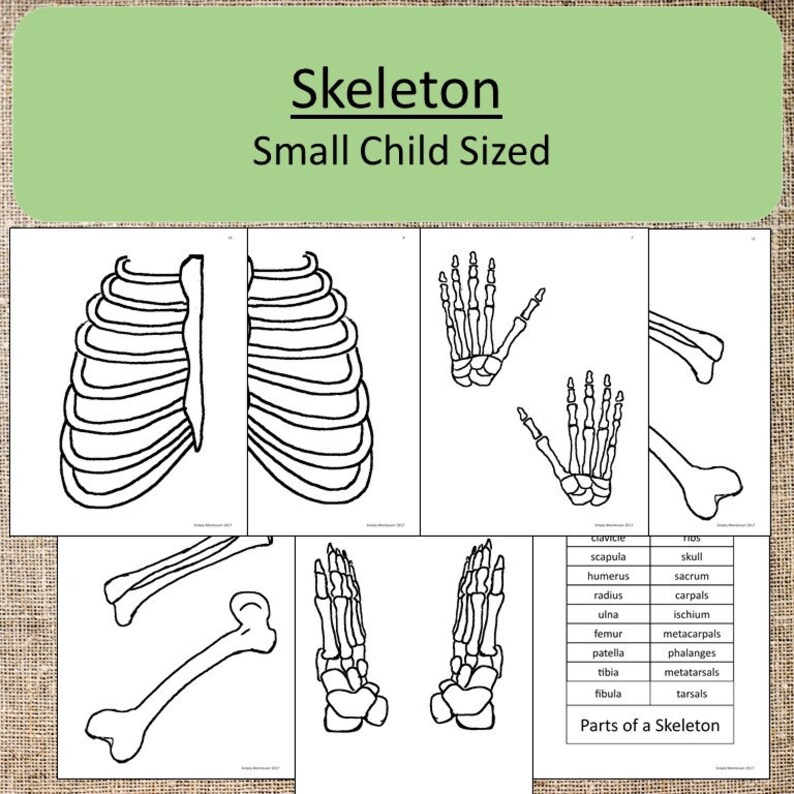 Building a Skeleton PDF Labeling Bones Montessori Reggio - Etsy