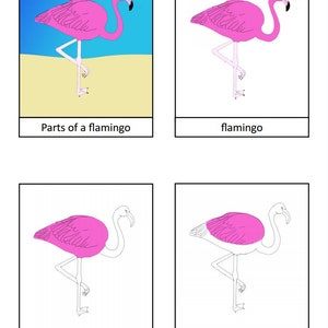 Parts of a Flamingo Summer Activity Three Part Cards Montessori ...