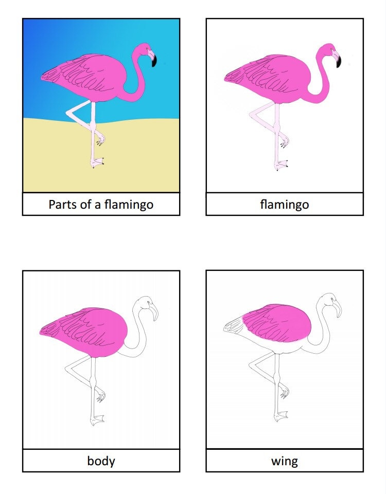 Parts of a Flamingo Summer Activity Three Part Cards Montessori ...