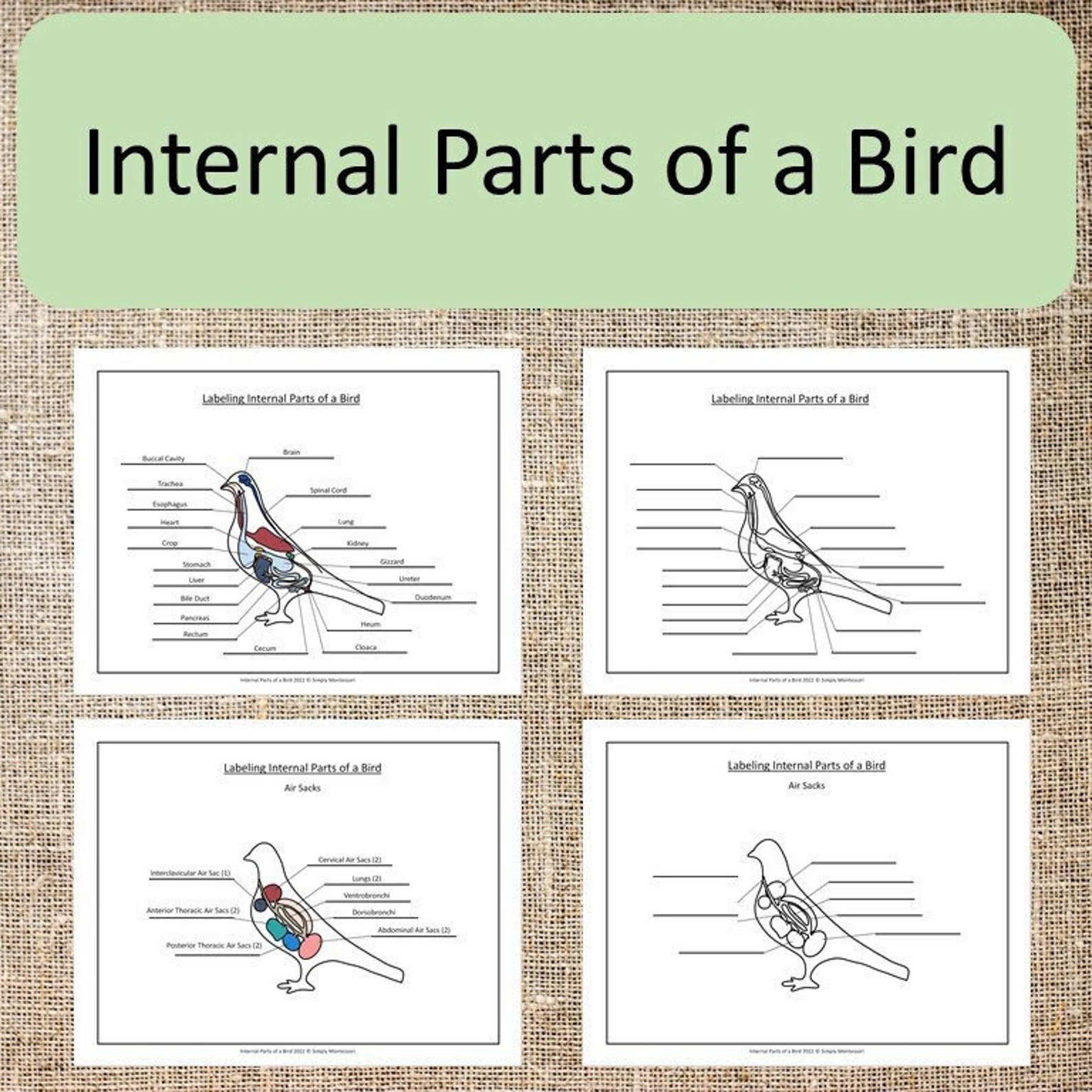 Internal Parts of a Bird Elementary Montessori Zoology Science Bird ...