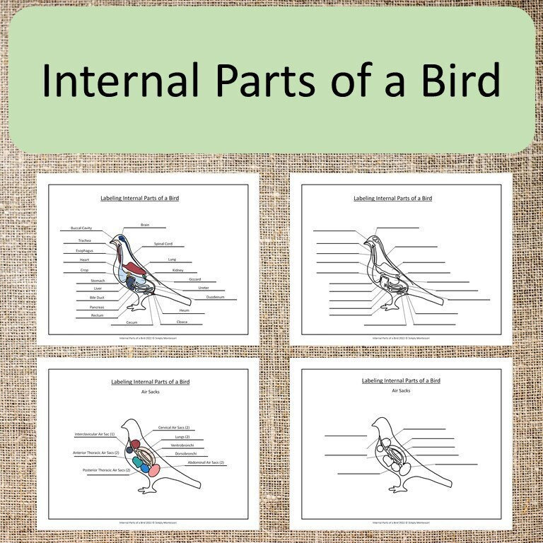 Internal Parts of a Bird Elementary Montessori Zoology Science Bird ...
