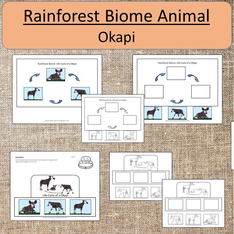 Rainforest Biome Animal: Okapi Study Montessori - Etsy