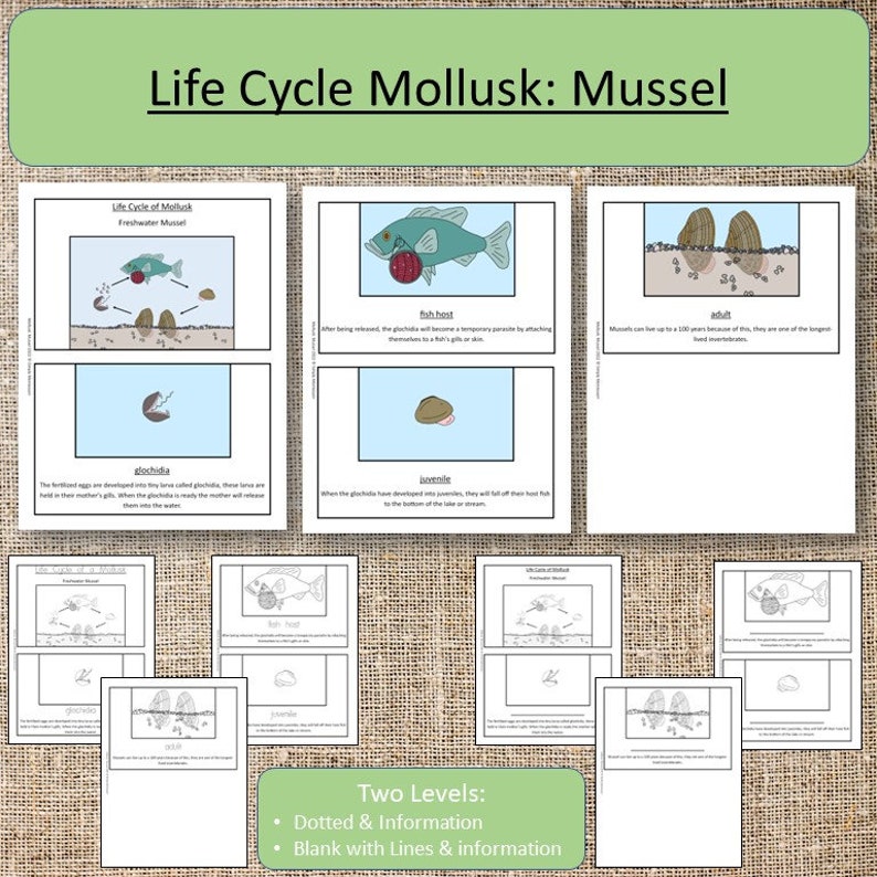 Mollusk: Freshwater Mussel Montessori Preschool - Etsy