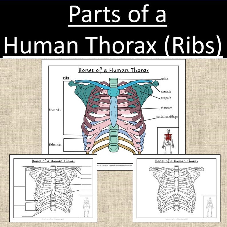 Parts of a Human Thorax Rib Cage Anatomy Science Bones - Etsy Australia