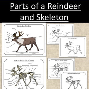 Parts of a Reindeer and Skeleton Winter Study Curriculum Elementary - Etsy