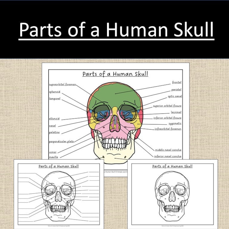 Parts of a Human Skull Anatomy Bones Science Level 1 - Etsy