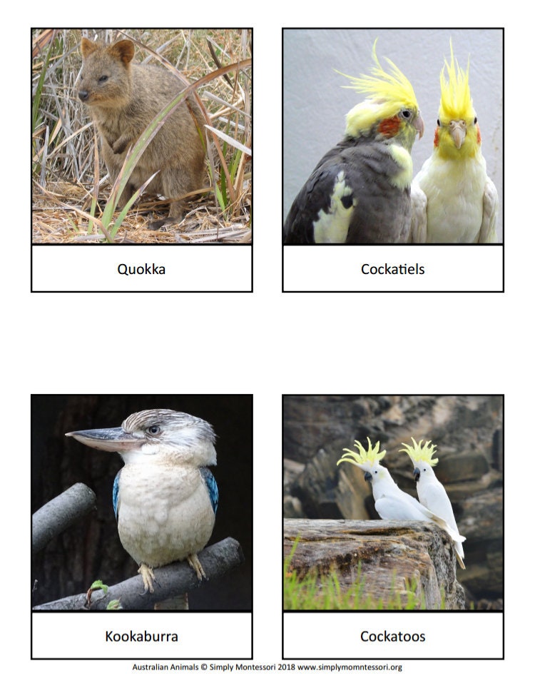 Australian Animal Identification Montessori, Waldorf, Reggio ...