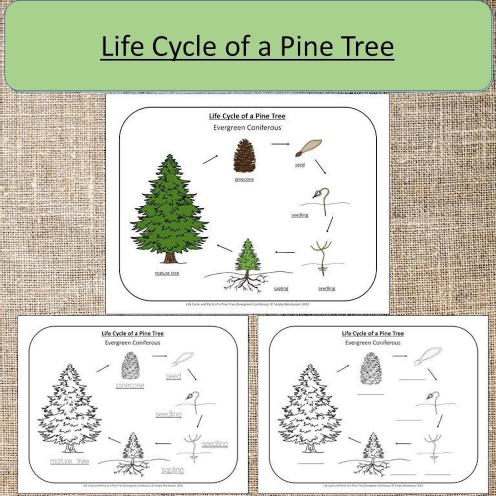 Life Cycle of a Pine Tree Evergreen Coniferous Montessori Science ...