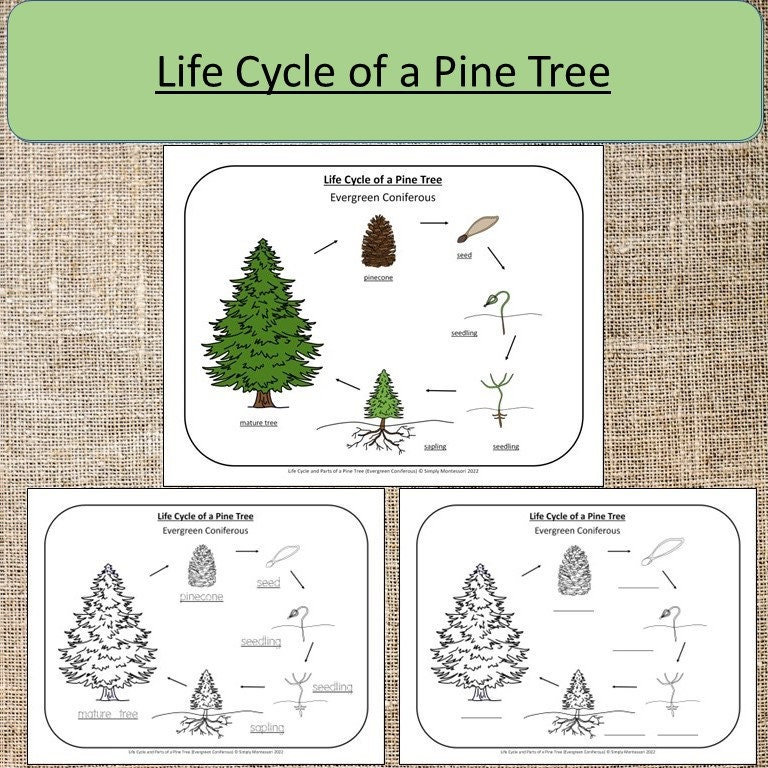 Life Cycle of a Pine Tree Evergreen Coniferous Montessori Science ...