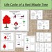 Life Cycle of a Red Maple Tree Botany Science Seasonal - Etsy
