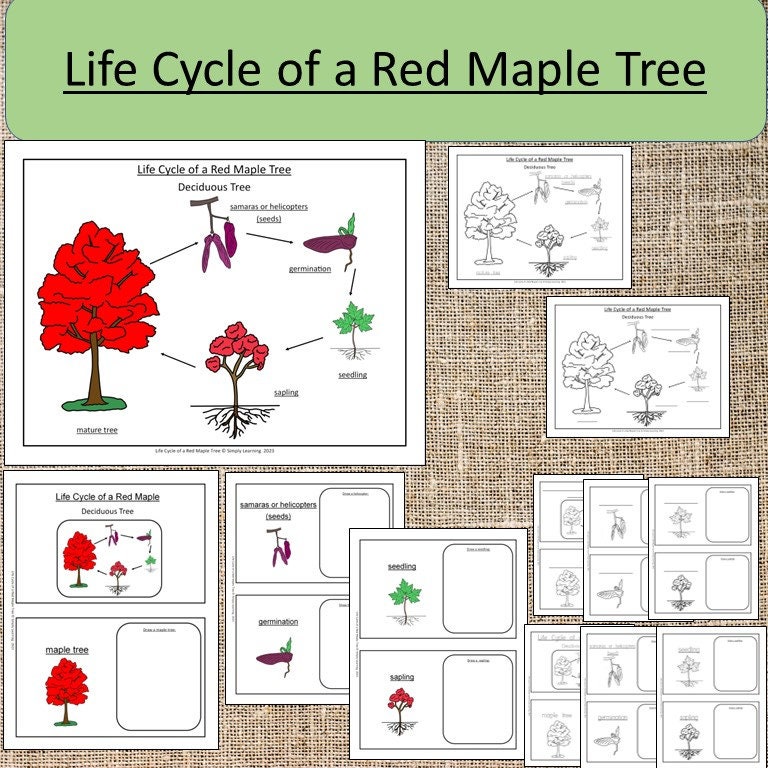 Life Cycle of a Red Maple Tree Botany Science Seasonal - Etsy