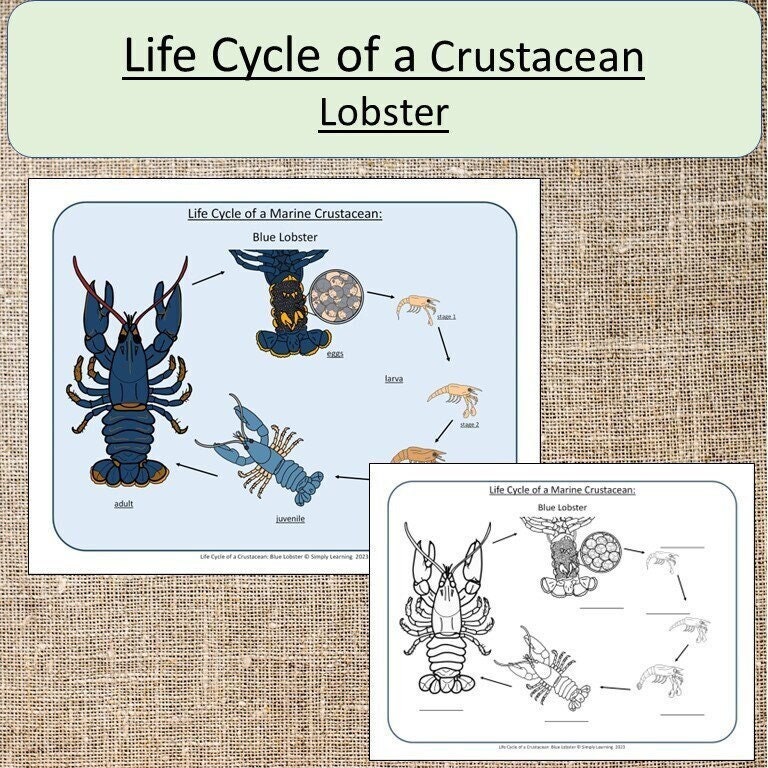 Life Cycle Of A Lobster