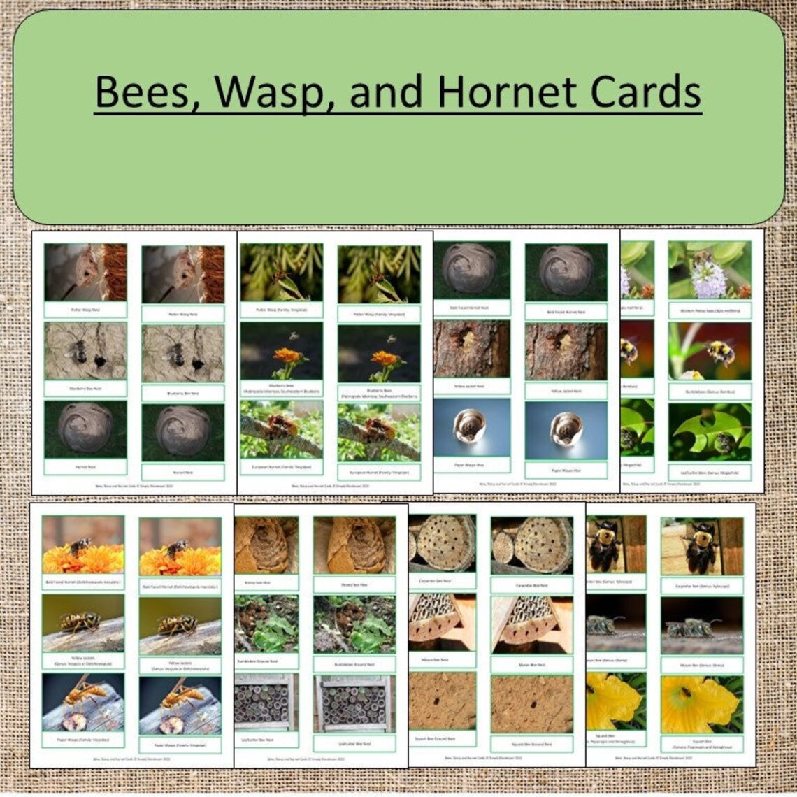 Bee, Wasp, and Hornet Picture Cards Montessori Homeschooling Preschool ...
