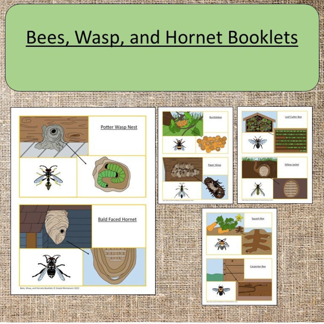 Bee, Wasp, and Hornet Habitat Booklets Montessori Homeschool Preschool ...