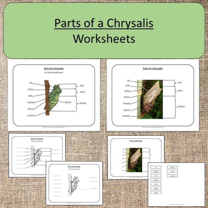 Parts of a Chrysalis Butterfly Study Montessori Preschool Activities ...