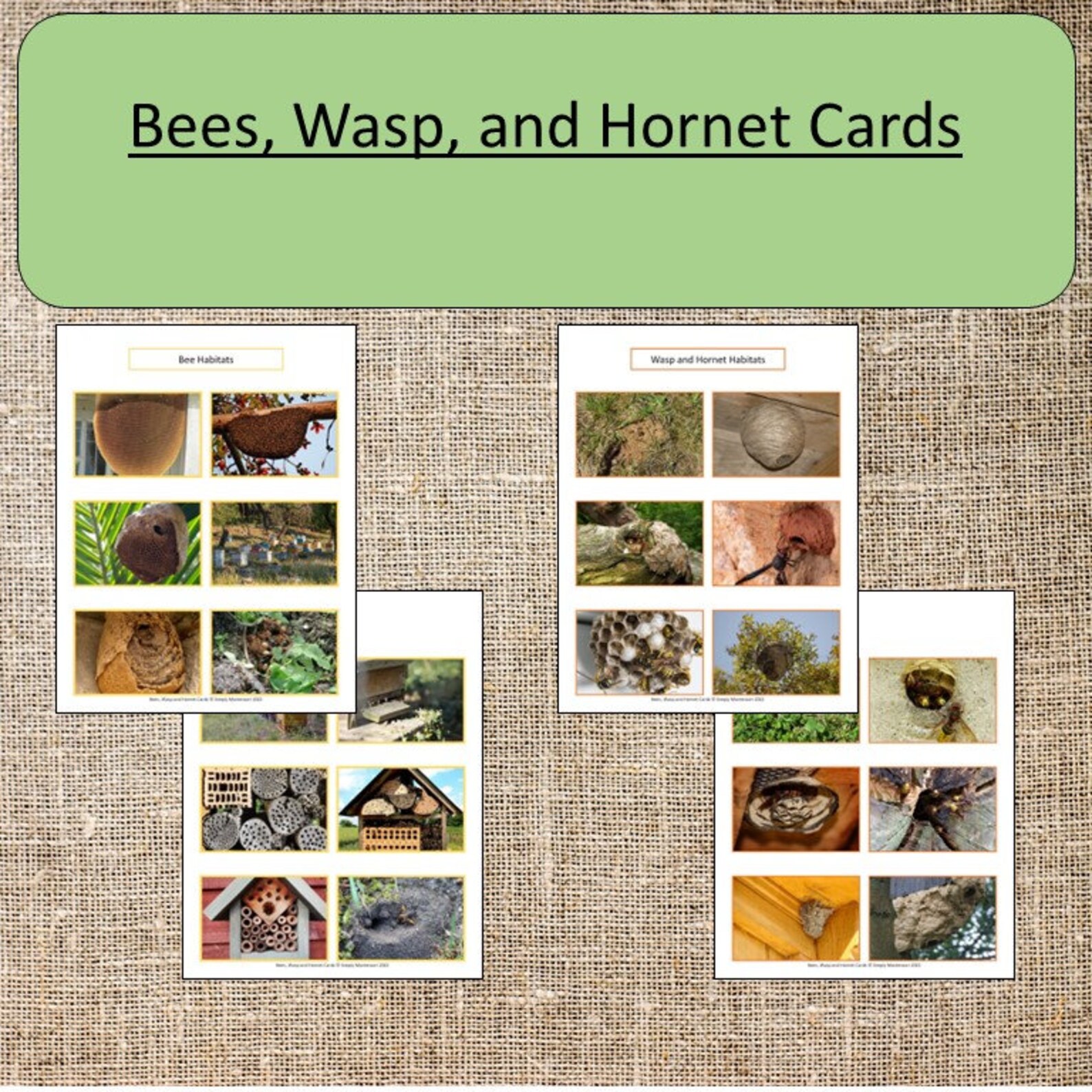 Bee, Wasp, and Hornet Picture Cards Montessori Homeschooling Preschool ...