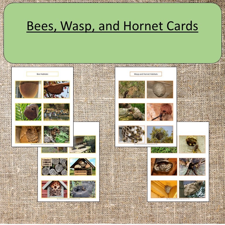 Bee, Wasp, and Hornet Picture Cards Montessori Homeschooling Preschool ...