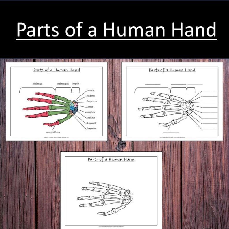 Parts of a Human Hand Anatomy Bones Work Science Level 1 - Etsy
