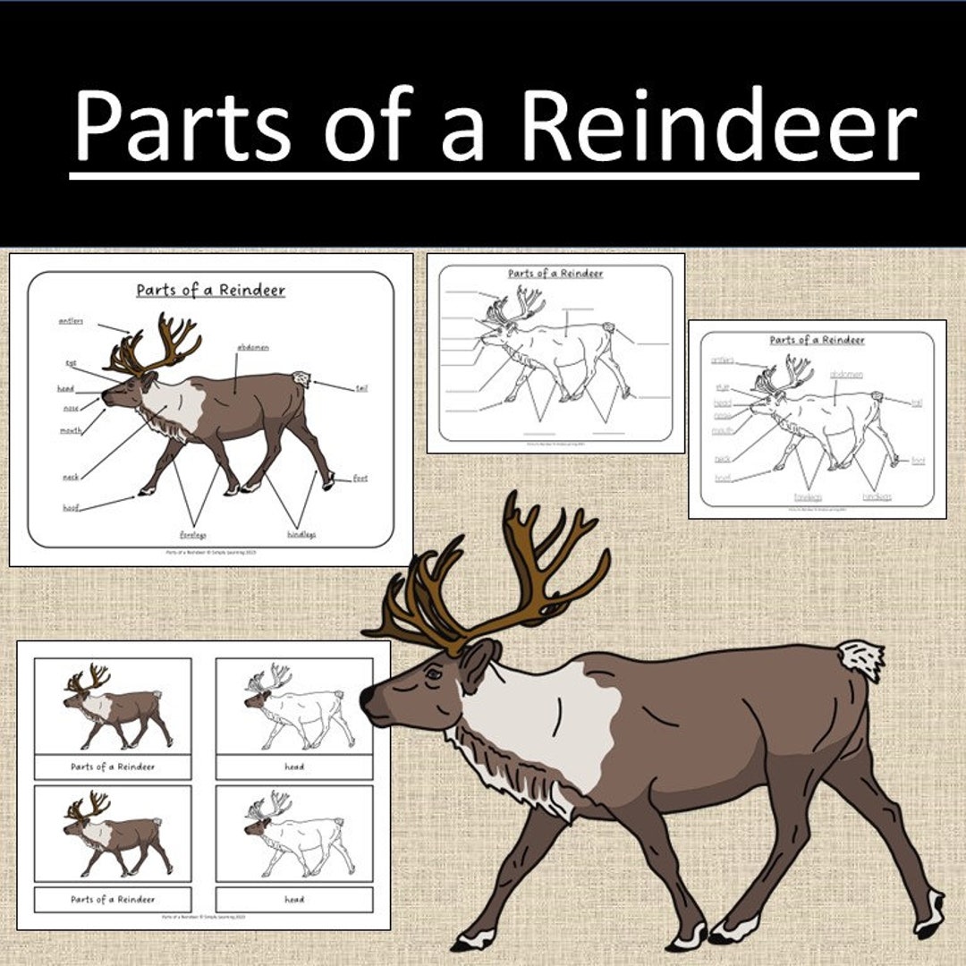Parts of a Reindeer Winter Study Curriculum Anatomy Kindergarten - Etsy