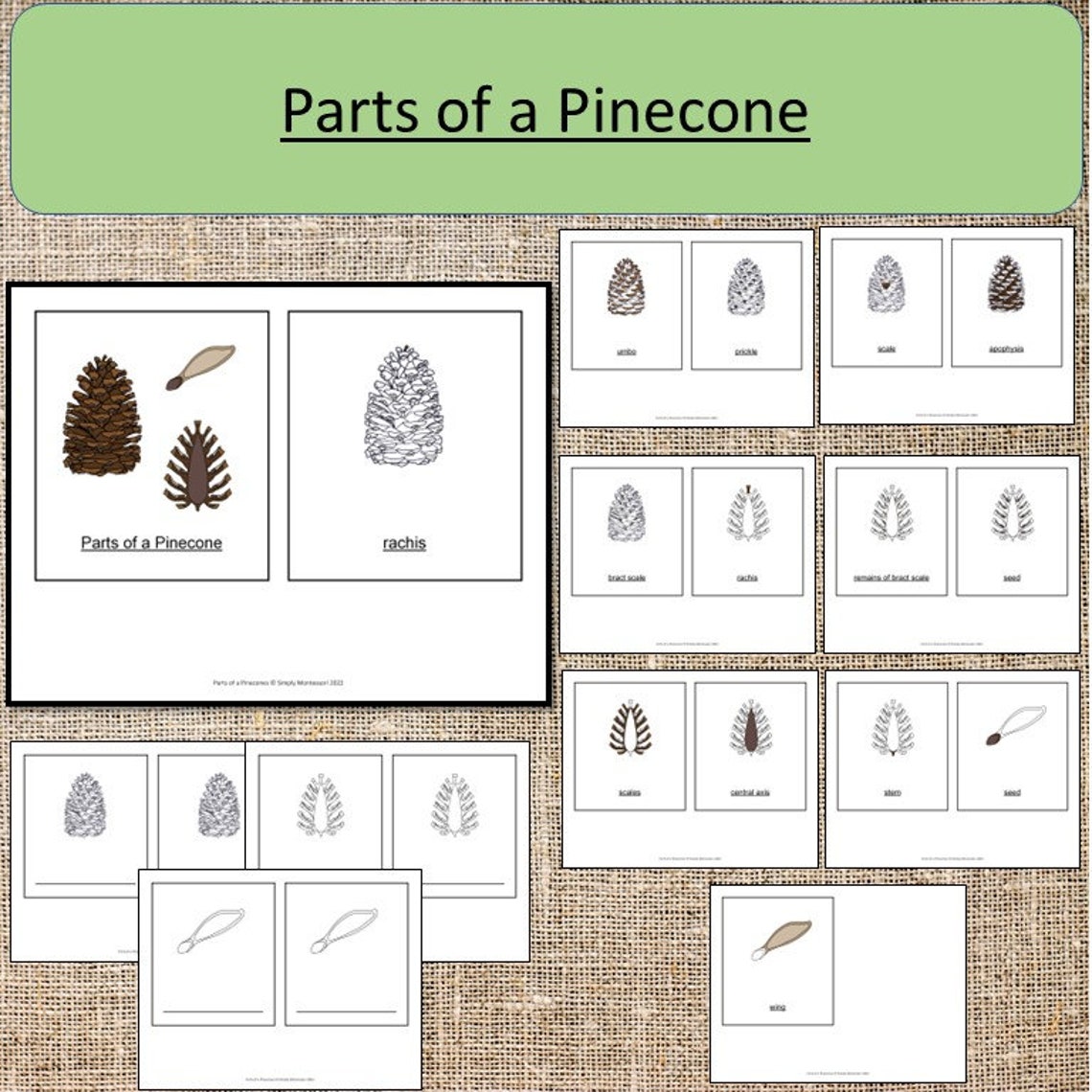 Parts of a Pinecone Science Botany Montessori Preschool Homeschooling ...