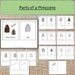 Parts of a Pinecone Science Botany Montessori Preschool Homeschooling ...
