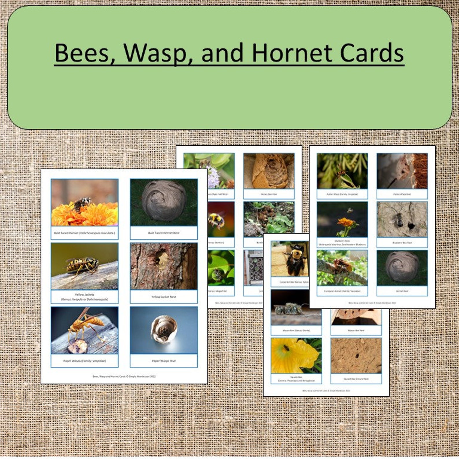 Bee, Wasp, and Hornet Picture Cards Montessori Homeschooling Preschool ...
