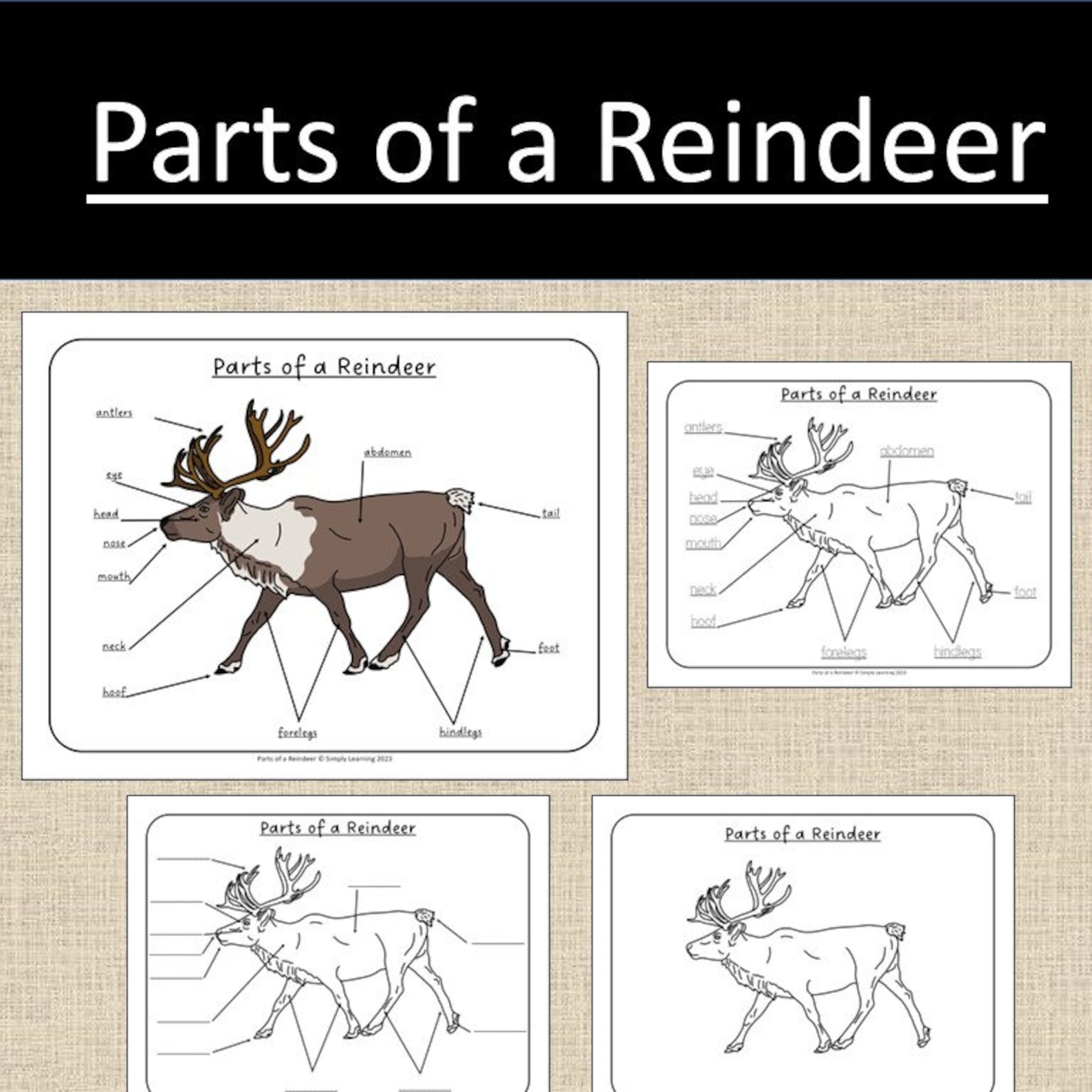 Parts of a Reindeer Winter Study Curriculum Anatomy Kindergarten - Etsy