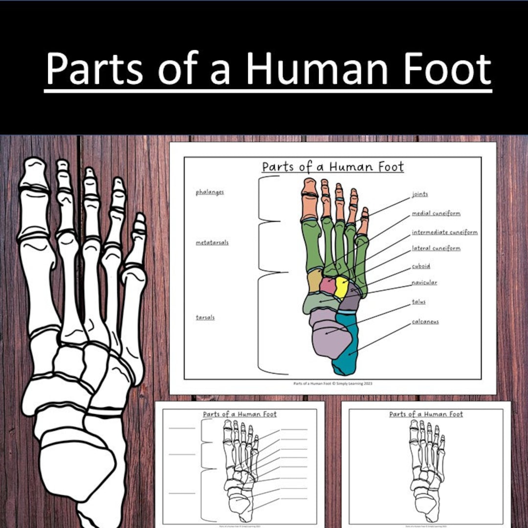 Parts of a Human Foot Anatomy Bones Work Science - Etsy