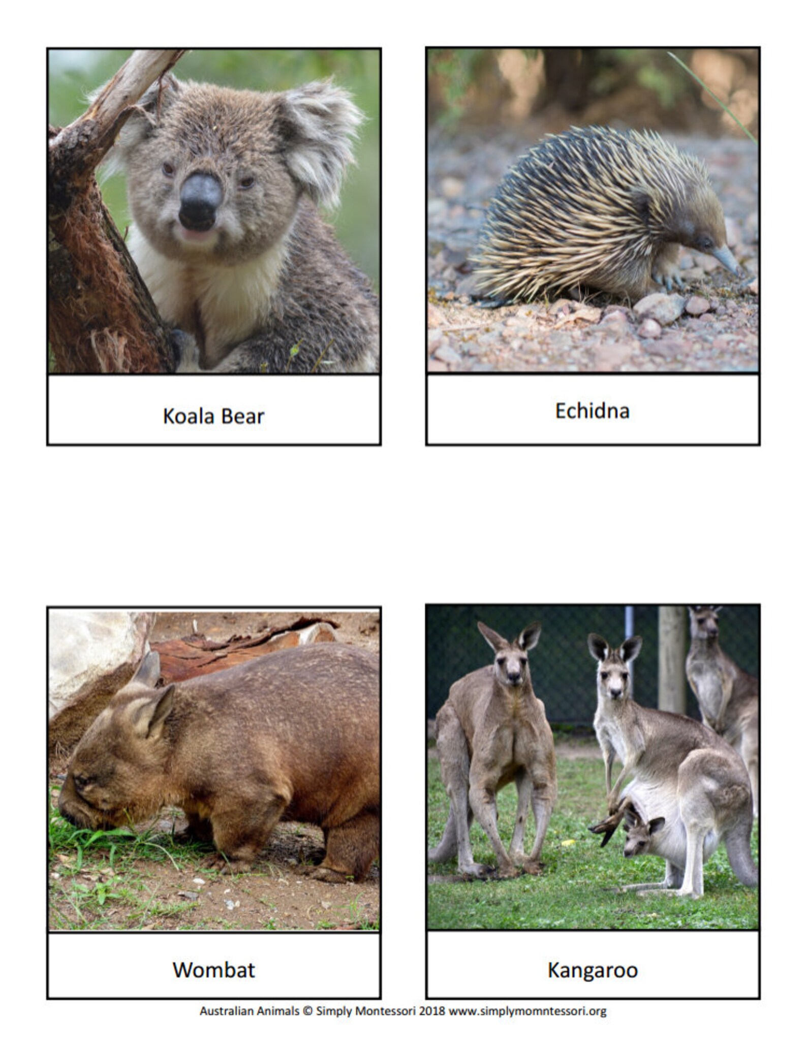 Australian Animal Identification Montessori, Waldorf, Reggio ...