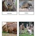 Australian Animal Identification Montessori, Waldorf, Reggio ...