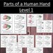 Parts of a Human Hand Anatomy Bones Work Science Level 1 - Etsy