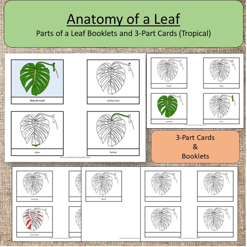 Parts of a Leaf (tropical) Anatomy Montessori Botany Monstera - Etsy