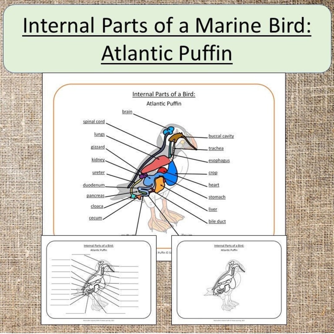 Life Cycle of a Crustaceans: Lobster Montessori Ocean Study - Etsy