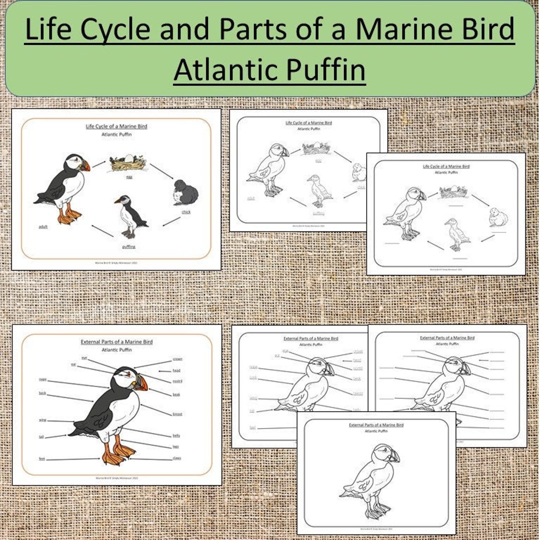 Marine Bird : Atlantic Puffin Montessori Life Cycle and Parts of a ...