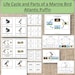 Marine Bird : Atlantic Puffin Montessori Life Cycle and Parts of a ...