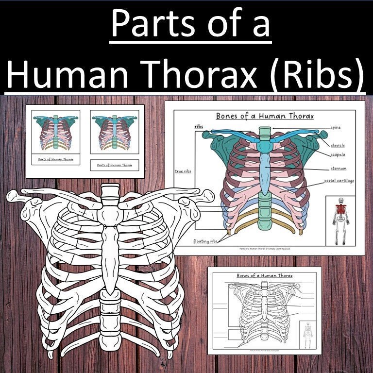 Parts of a Human Thorax Rib Cage Anatomy Science Bones - Etsy Ireland