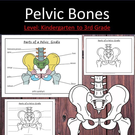 Labeled Pelvic Girdle